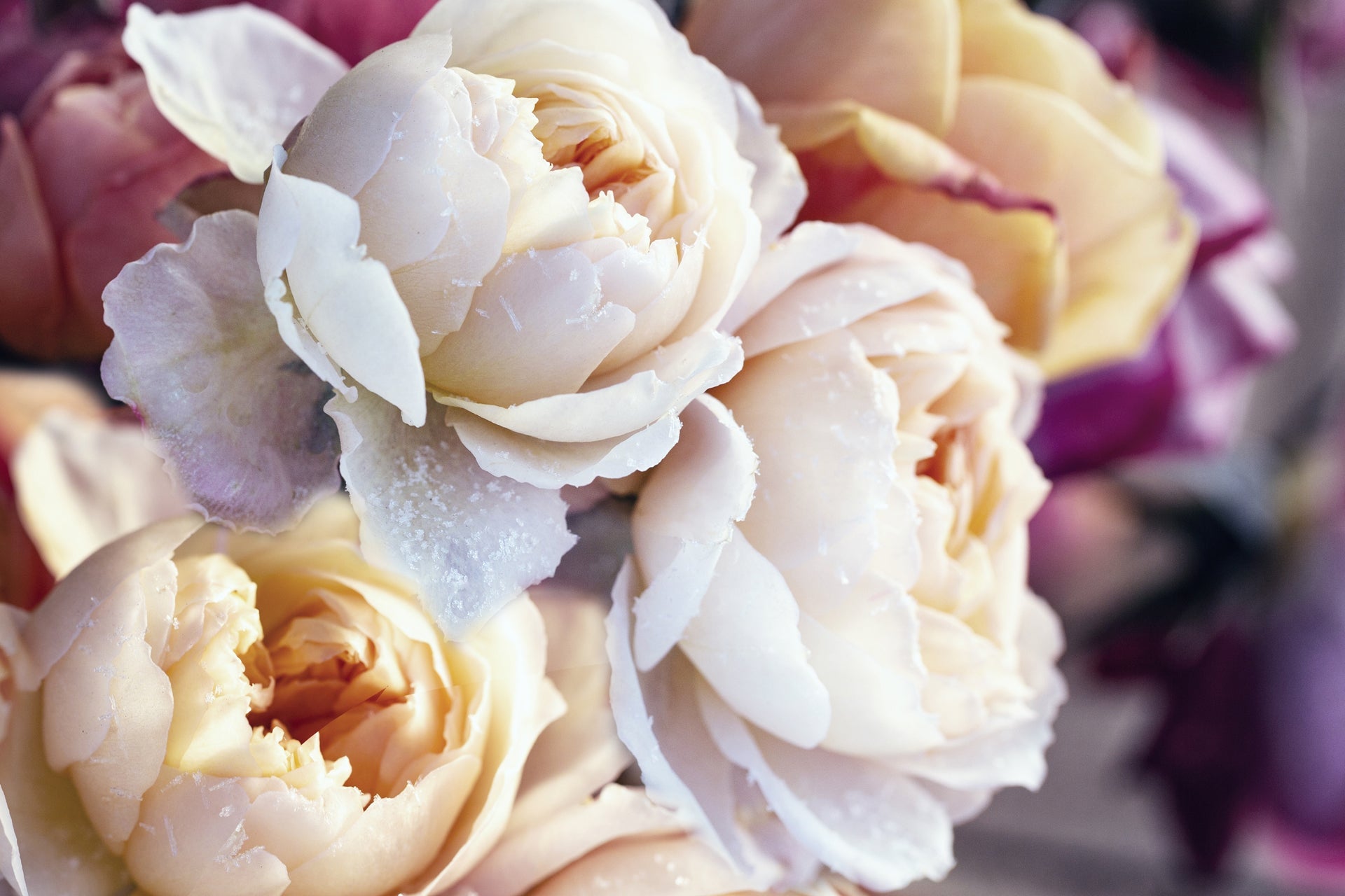 Winter flowers in Pennington, NJ | The Flower Shop Of Pennington Market ...